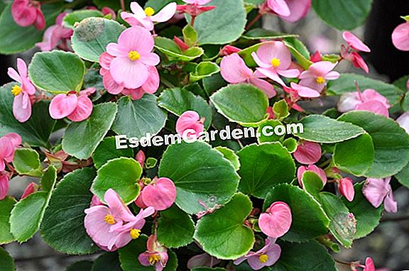Metinė begonija, Begonia semperflorens: sėja ir auginimas 🌿 Viskas Apie ...