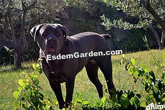 Cane de Provence, rđa obična, velika trska, Arundo donax 🌿 Sve O Vrtu I ...