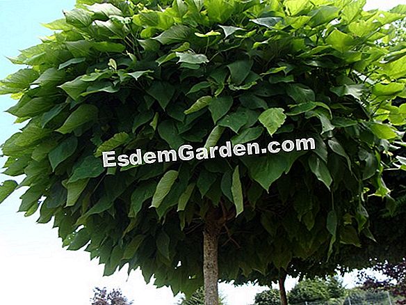 Stablo s kuglastim leptirima, kuglasta Buddleia, Matico, Buddleja ...