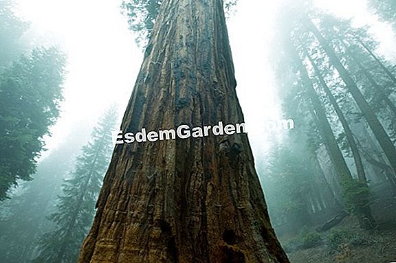 Divovska sekvoja, Sequoïadendron giganteum: sadnja, uzgoj 🌿 Sve O Vrtu ...