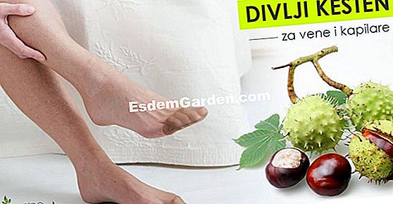 Konjski kesten je prerano izgubio sve svoje listove. Što je to? 🌿 Sve O ...