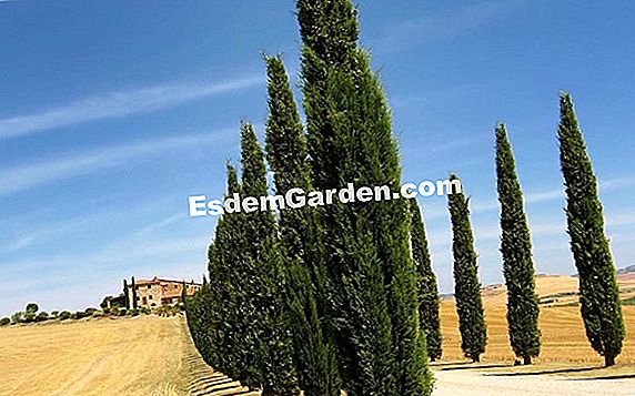 ต้นไซเปรสเมดิเตอร์เรเนียน, Cypress of Provence, ไซเปรสอิตาลี, Cupressus ...