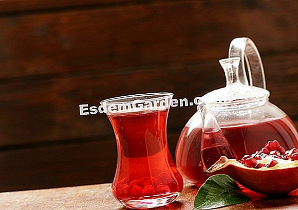 Bitkisel çaylar için en iyi bitkiler 🌿 Tüm Bahçe Ve Bahçe Tasarımı ...