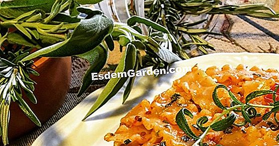 Domates 'Trilly' (Lycopersicum esculentum): nasıl yetiştirilir 🌿 Tüm ...